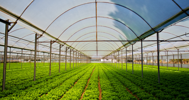 Organic Farming Training in India - A Comprehensive Guide