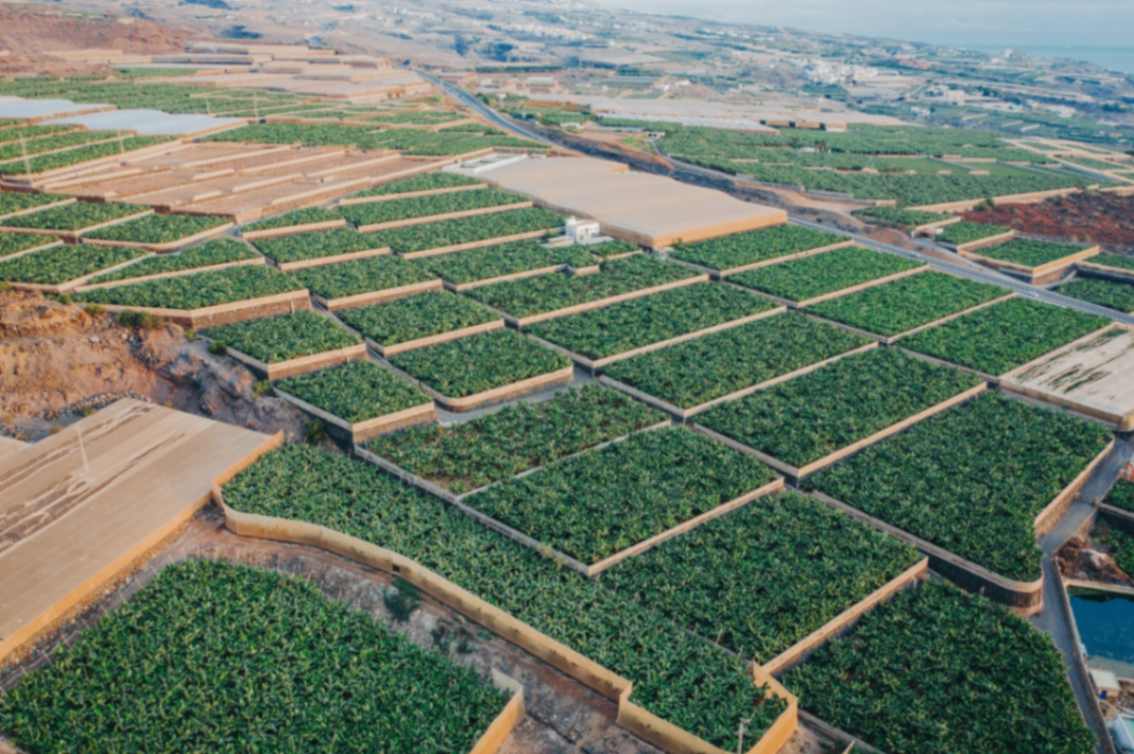 The Miyawaki Method: A Revolution in Forest Restoration